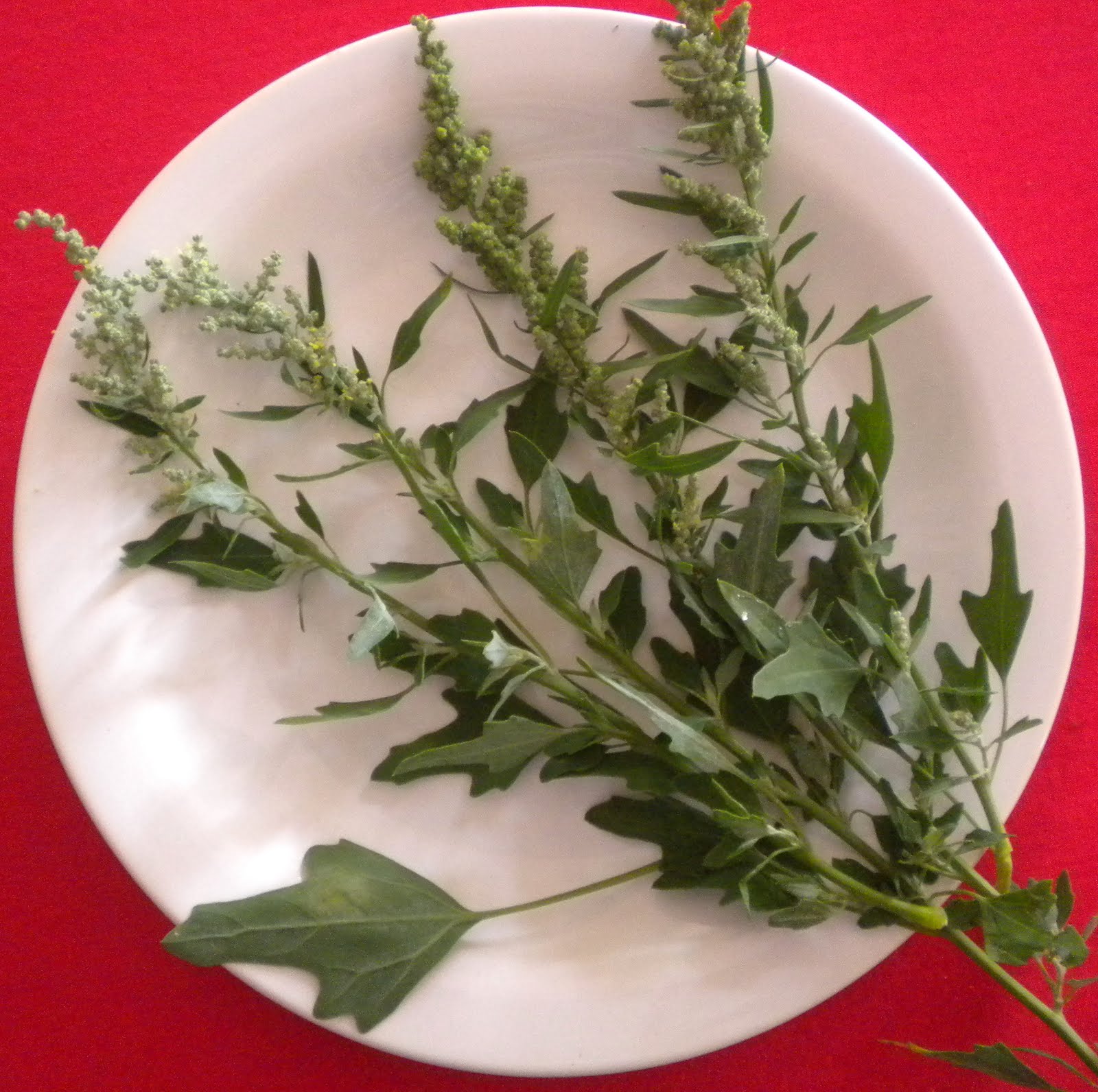 v e r d e c h a c o: Quinoa blanca / Cenizo