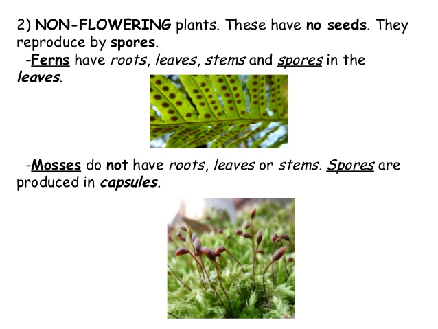 NON FLOWERING PLANTS: MOSSES AND FERNS ~ MY ENGLISH AND SCIENCE