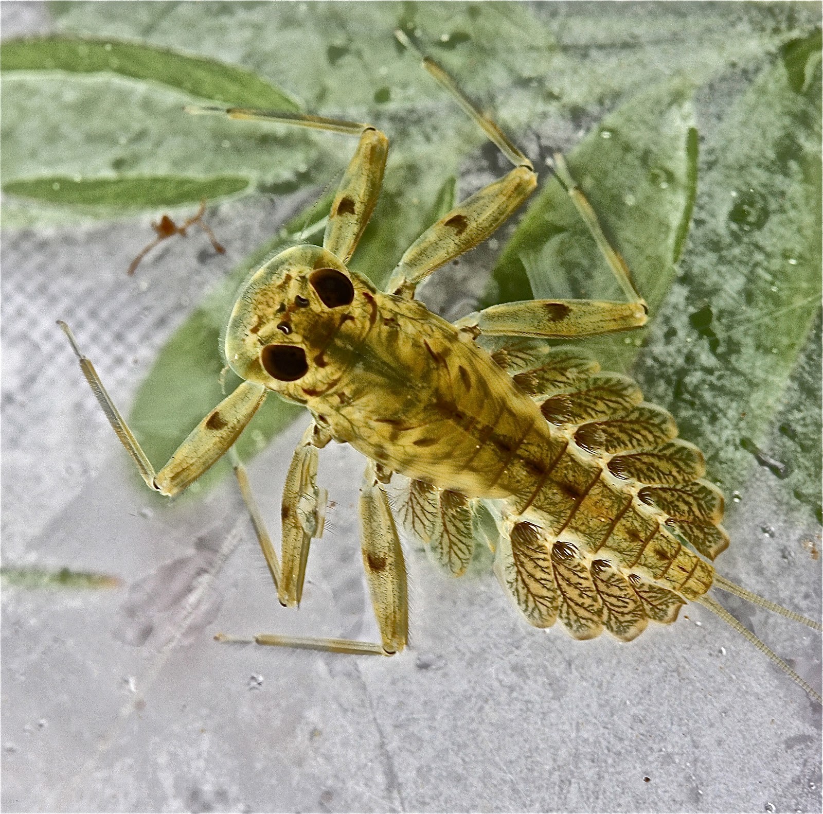 Aquatic Insects of Central Virginia: Buck Mt. Creek -- and "Yes," the ...