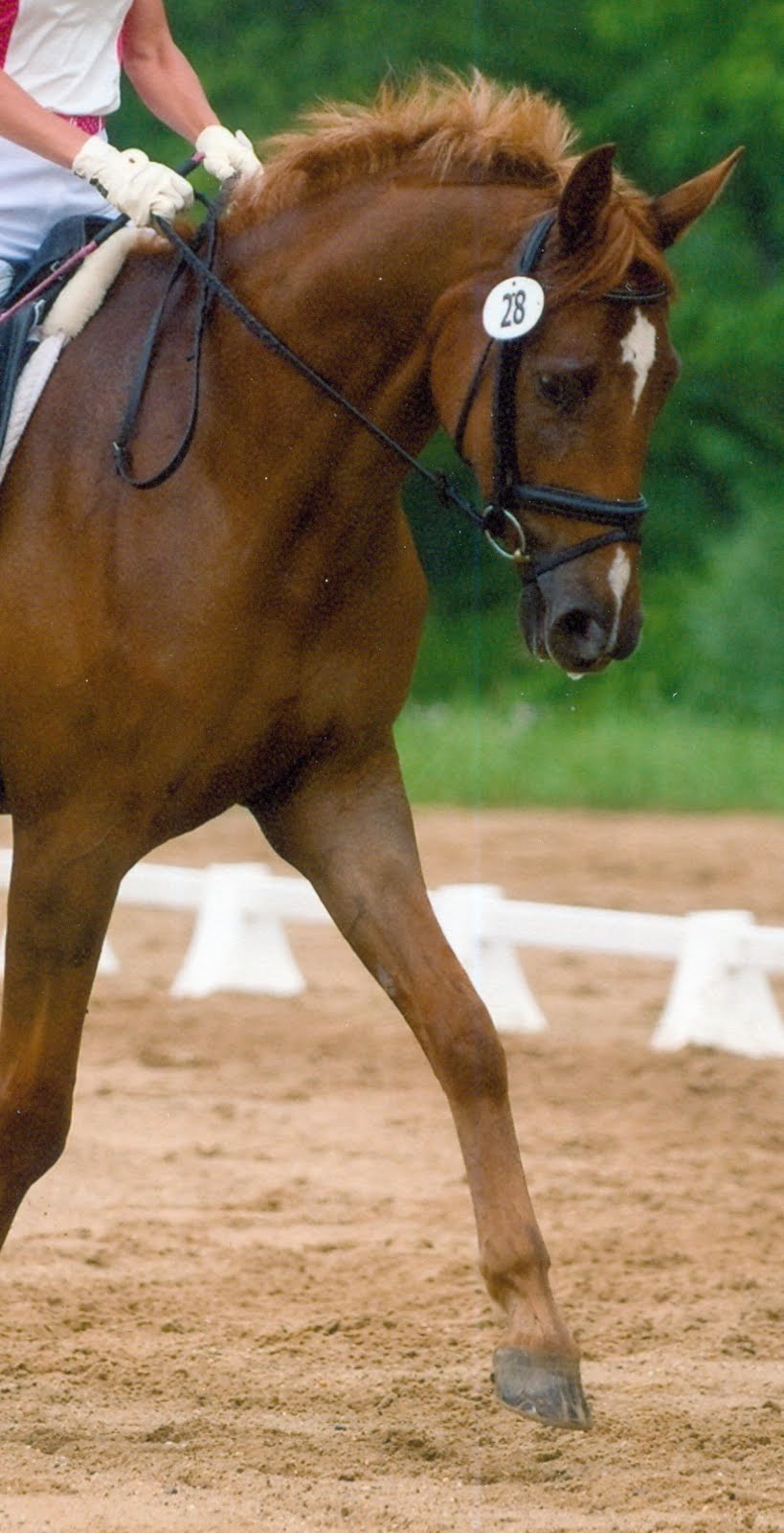 Behind The Bit Suspenseful Suspensory behind-the-bit-suspenseful-suspensory