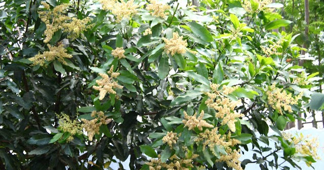 Bunga Bakal Buah Rontok dan Berguguran, Begini Cara Pencegahannya ...