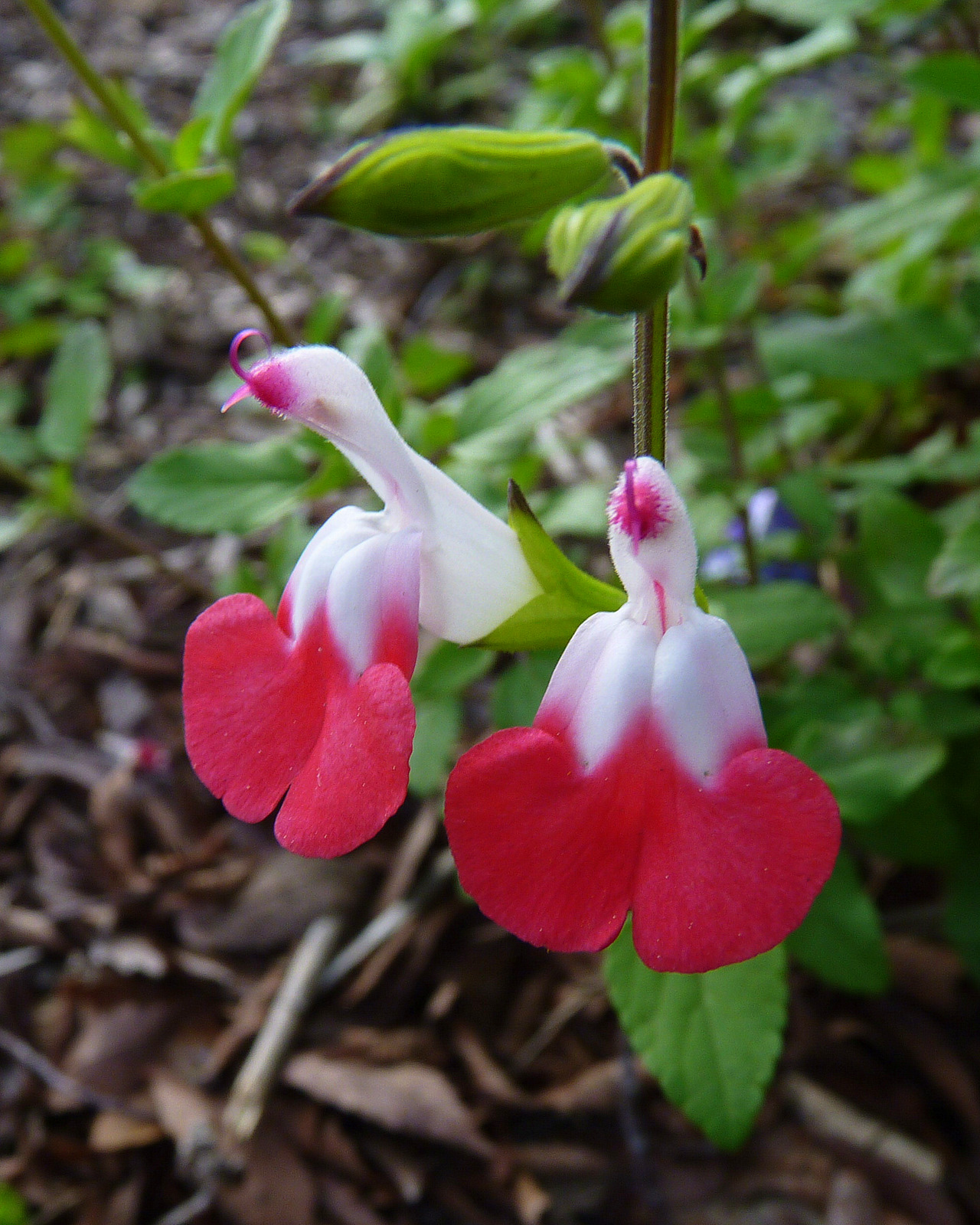 MOSI Outside: Salvia 'Hot Lips'