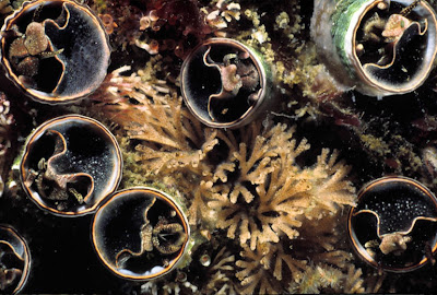 Real Monstrosities: Worm Snail