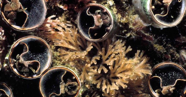 Real Monstrosities: Worm Snail