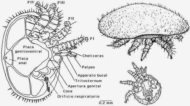 Comunidad de foros de Apicultura - Biología Reproductiva de la Varroa ...