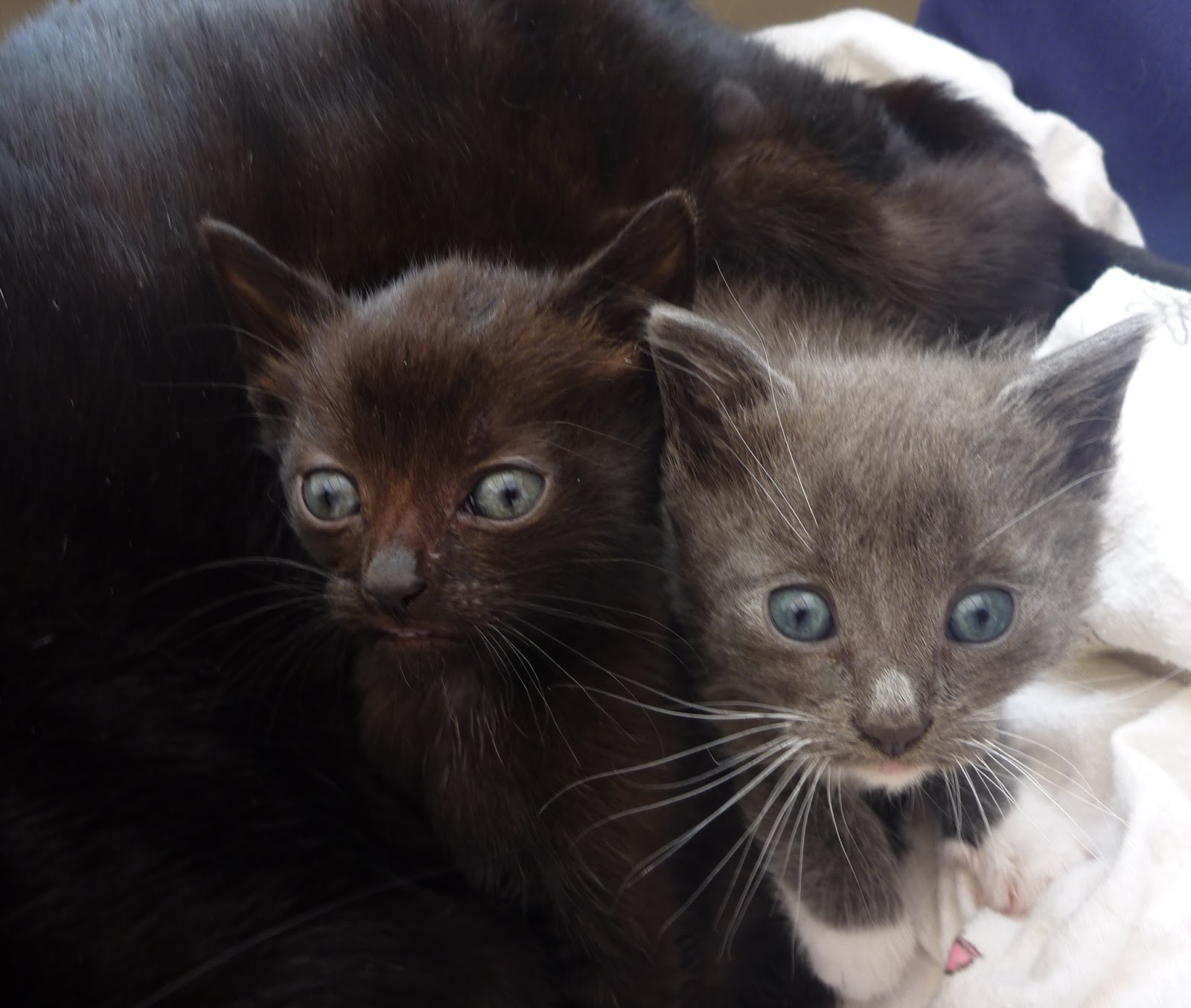 Cat Rescuing, Sunderland: ATTACK OF THE KILLER KITTENS