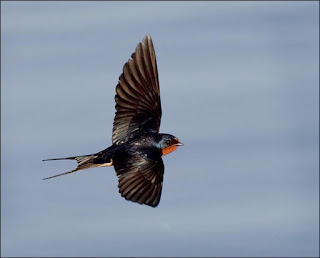 French Vocabulary Illustrated: à tire-d’aile