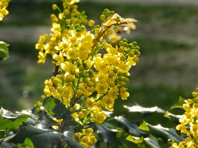 life between the flowers : Evergreen Winter yellow flowering spiky ...