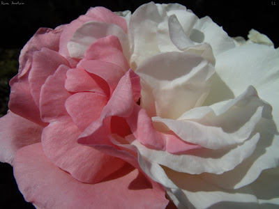 FABULO: octobre 2011