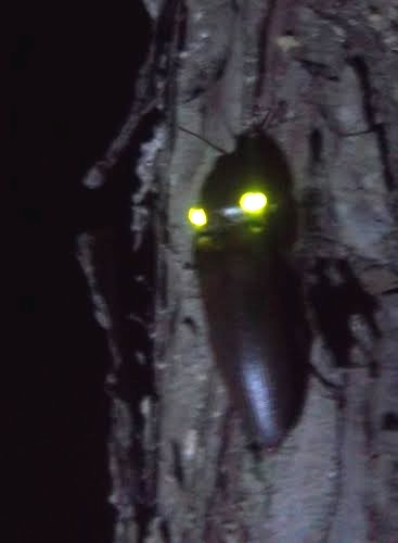 El cocuyo y la luciérnaga ~ CUENTOS INFANTILES CON VALORES - EL ...