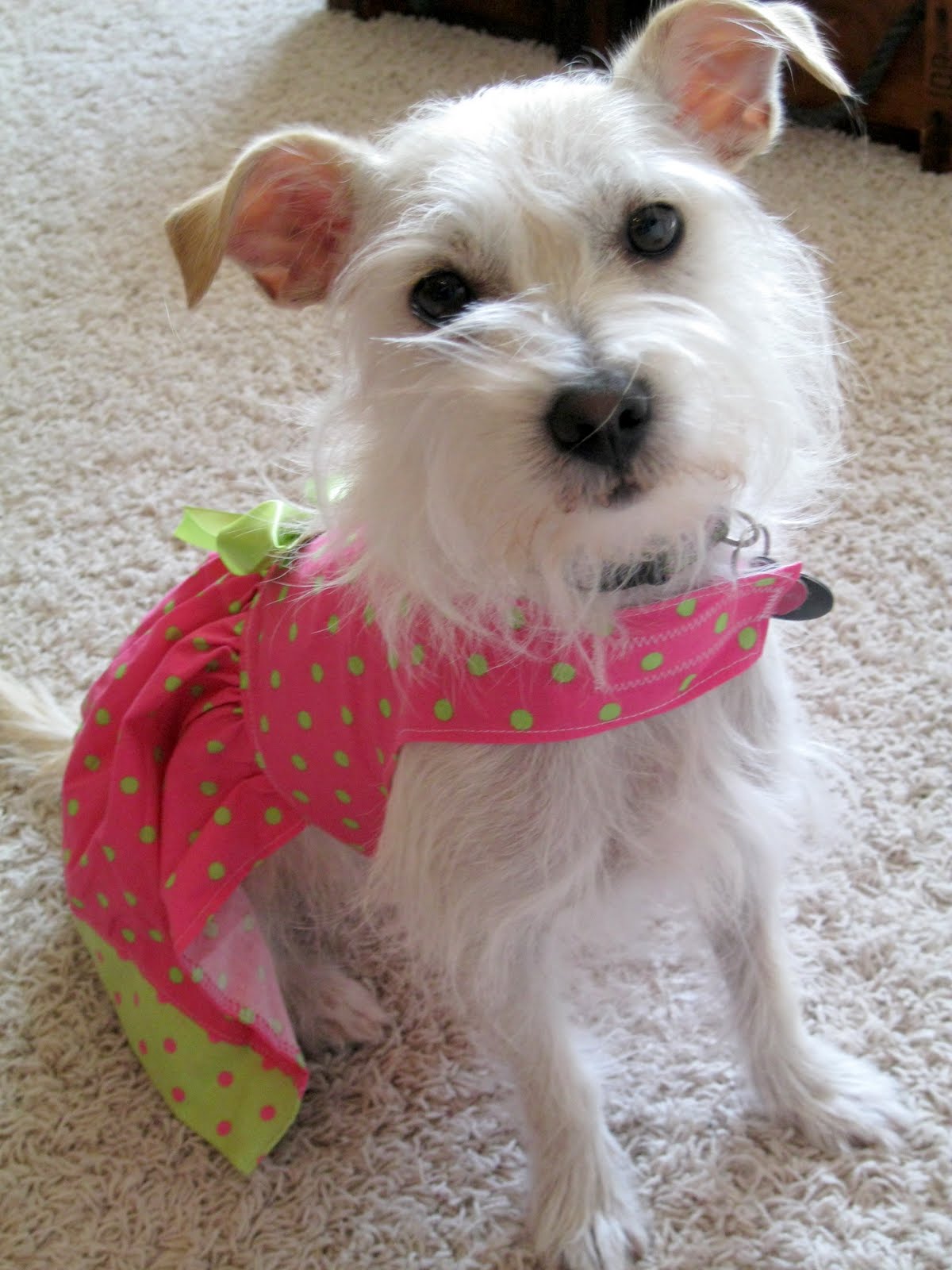 ContentEwe: Miss Scruffy is All Dolled Up
