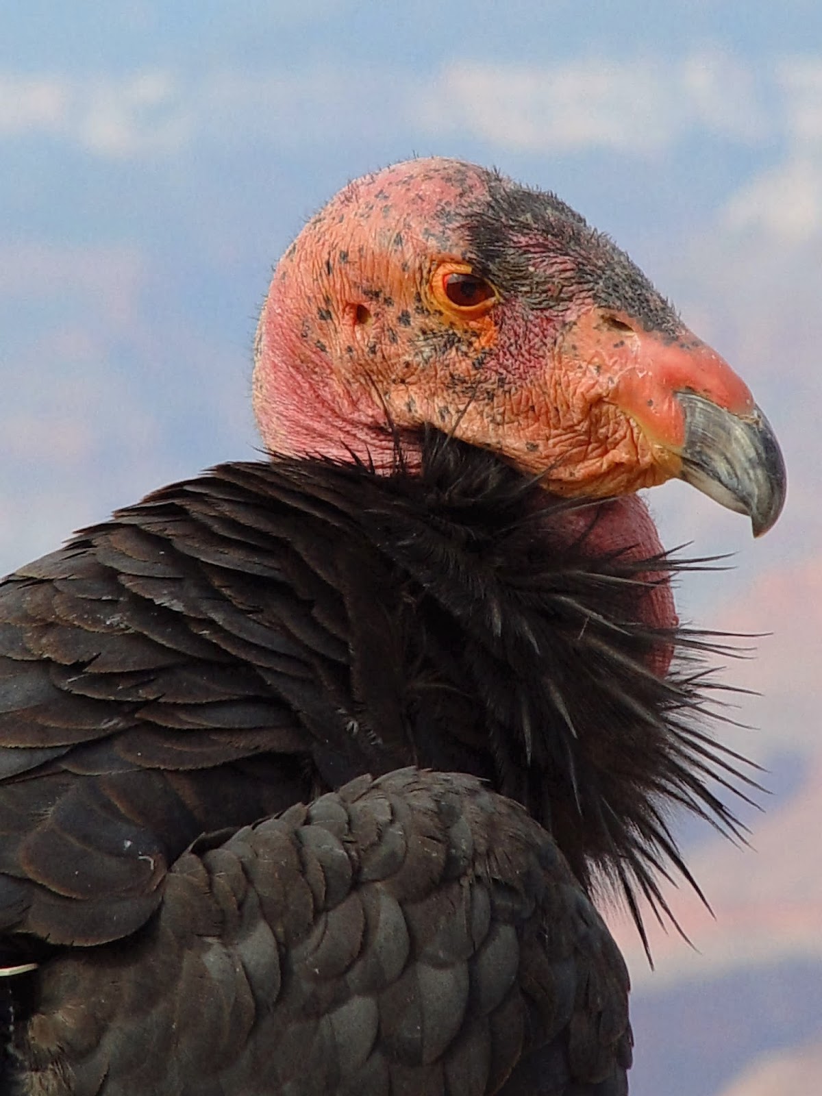 Fieggentrio: De kale gier.