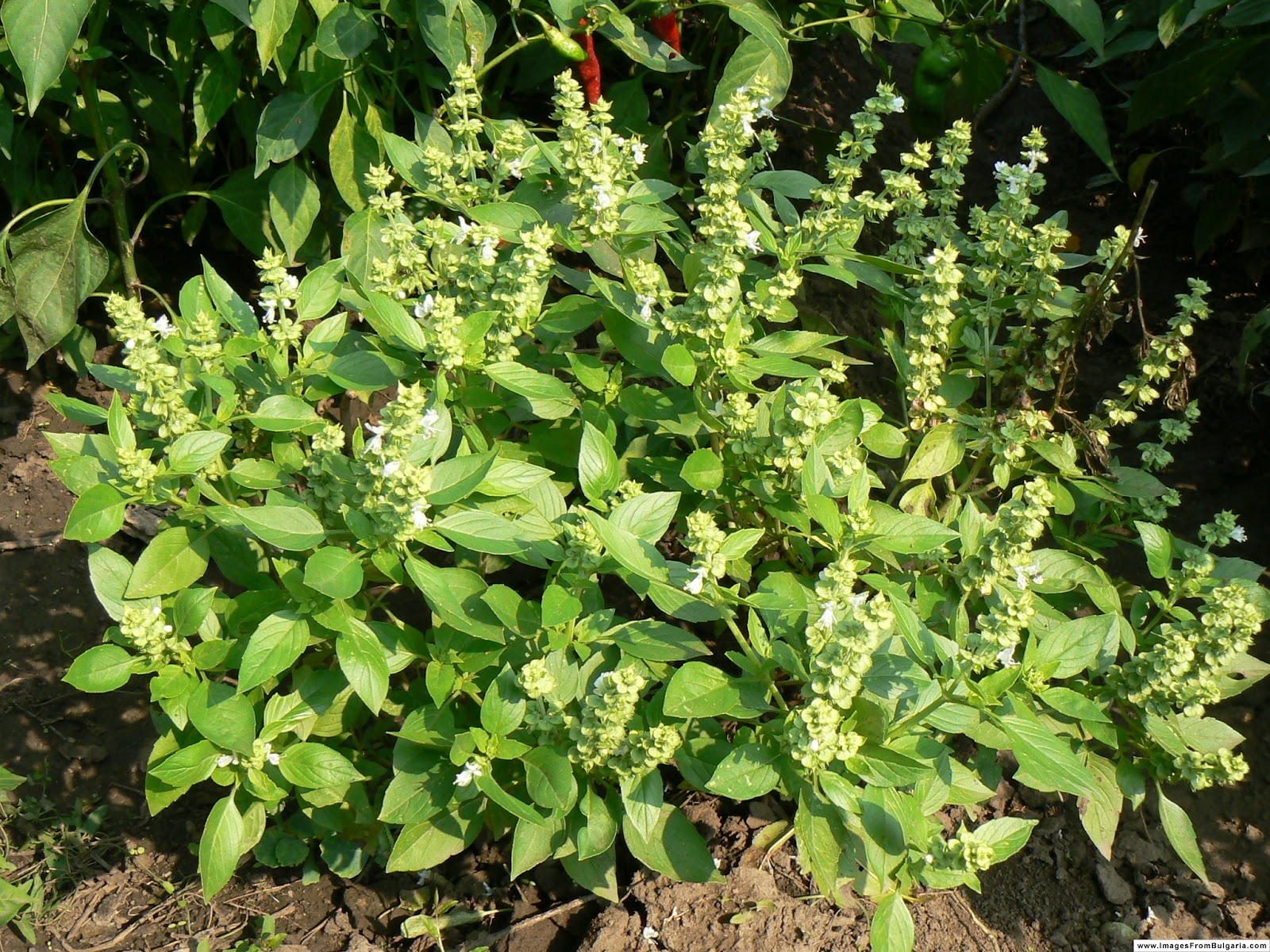 Oxana & cookery: **Busuioc...