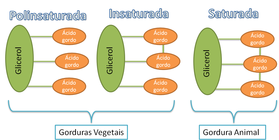 Margarida Pereira - Portfólio de Ciências Naturais: Lípidos