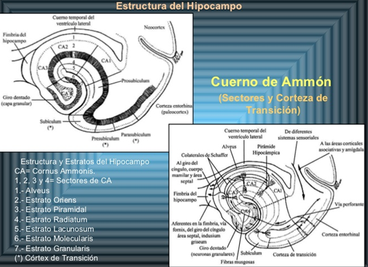 El hipocampo