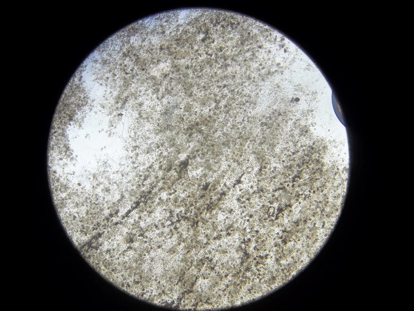 Morfologi Mikroba Selain Bakteri: November 2014