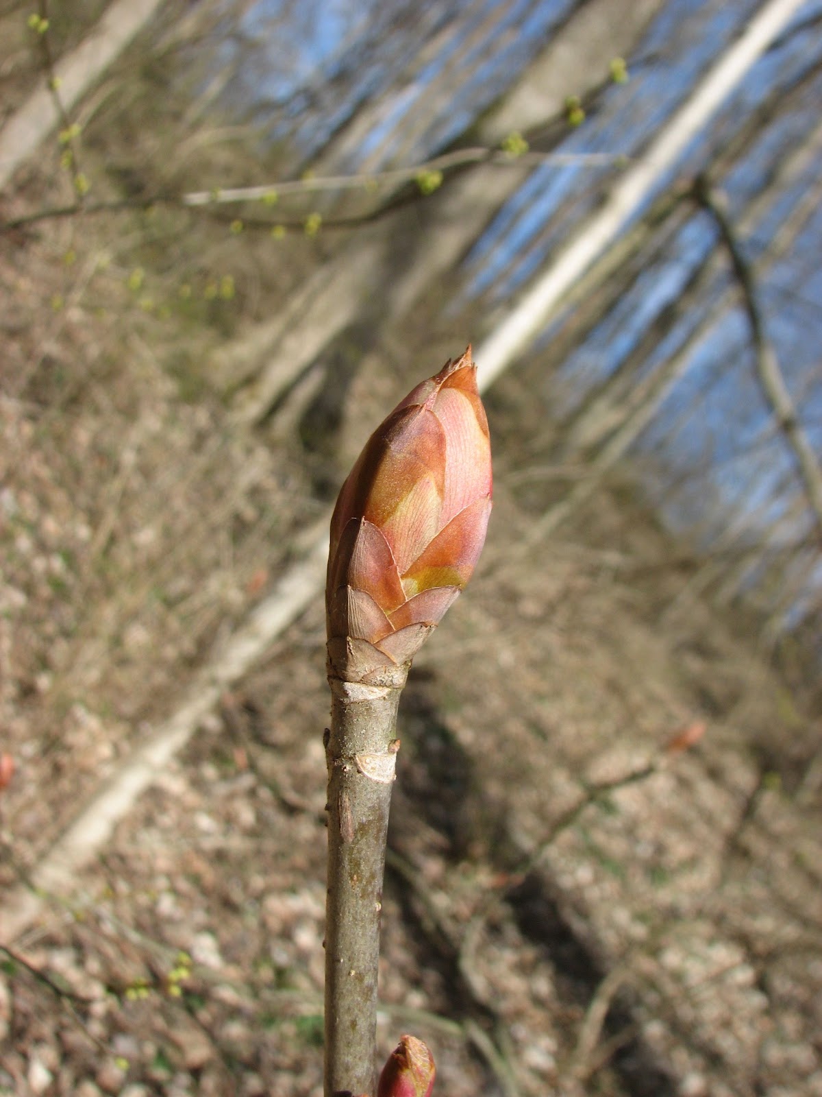 Artemis in the Wilderness