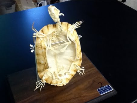 Biology of the Reptilia: Laboratory #1: General Anatomy of Reptiles ...