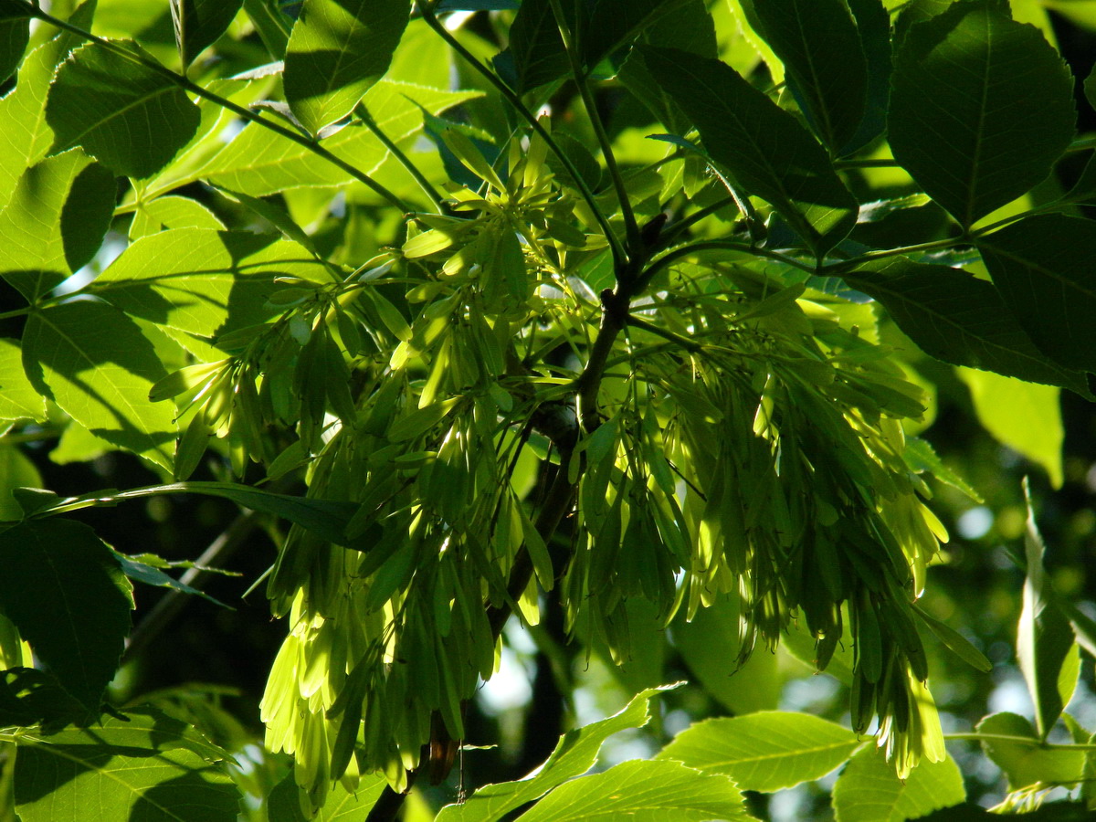 LA MULTI ANI, ROMANIA!: Fructe verzi