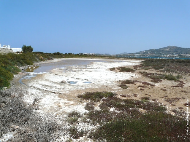 PAROS PRESS: Υγρότοποι Πάρου - Αντιπάρου: Τα στολίδια των νησιών