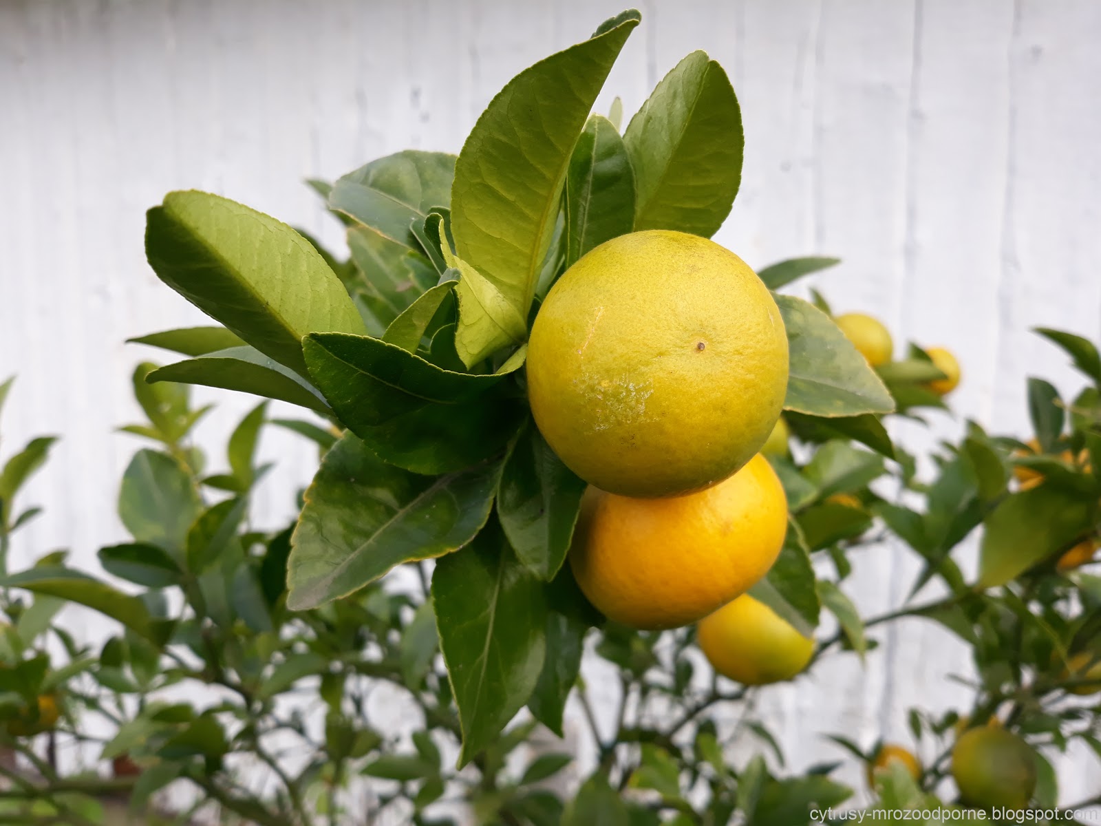 Cytrusy Mrozoodporne: Citrumelo 5 star