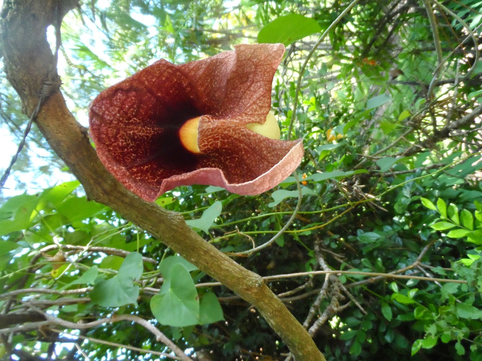 Jardinagem dia a dia: FLOR ORIGINAL, EXÓTICA - PAPO DE PERU