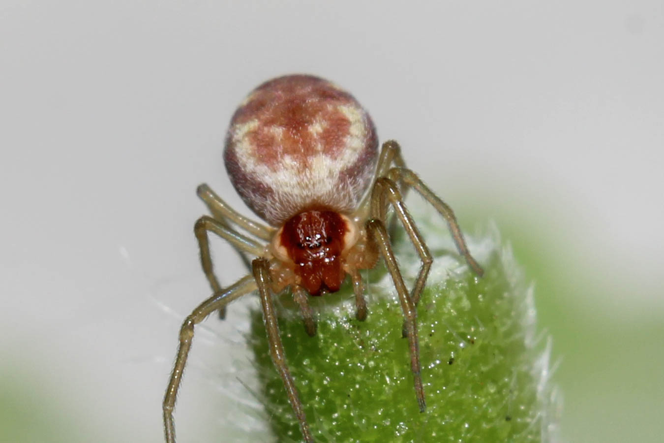 Biodiversity of Cyprus by NGO Protection of the Natural Heritage and ...