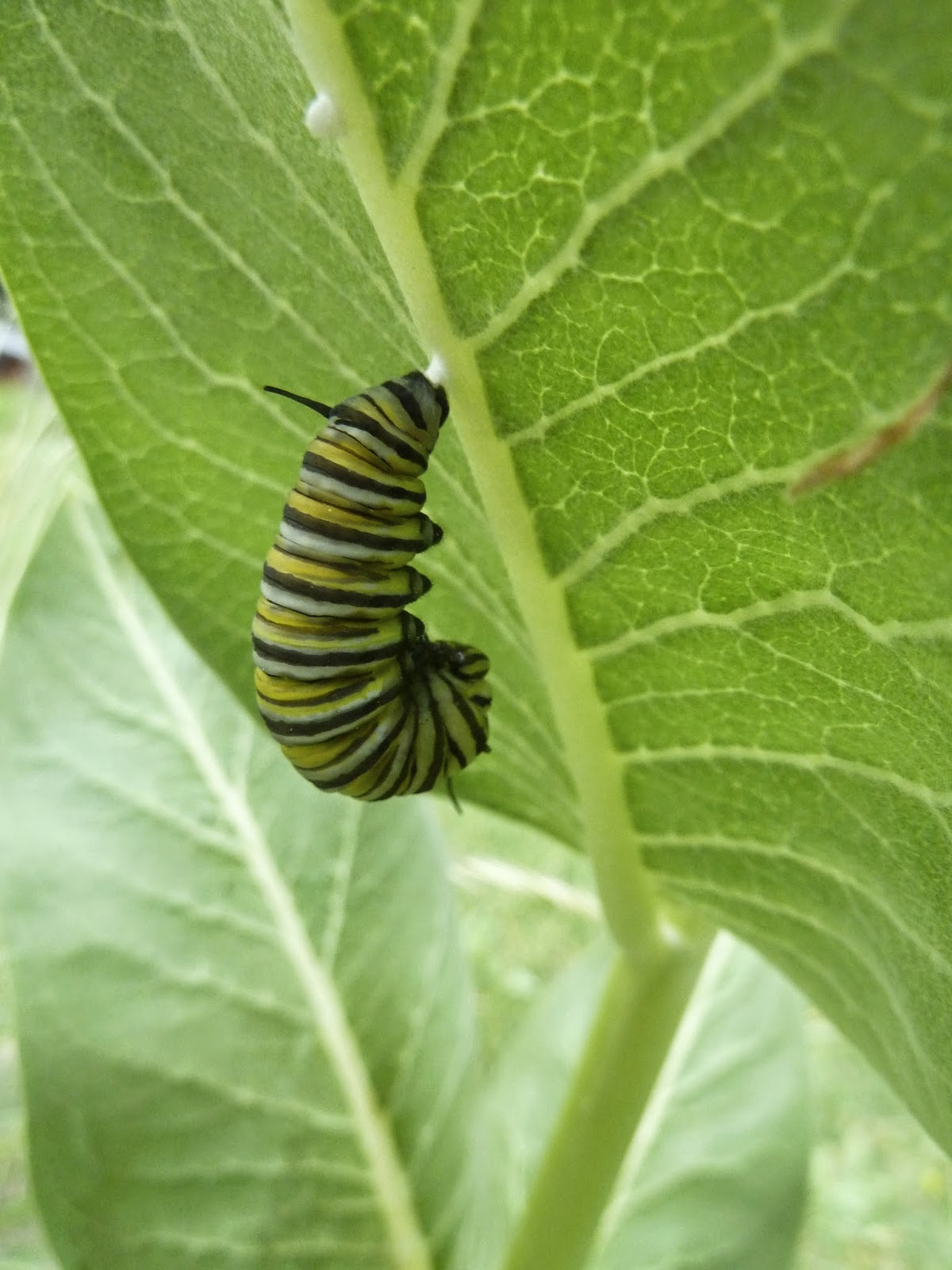 The Siskiyou Crest : Monarch Butterflies in the Siskiyou Mountains