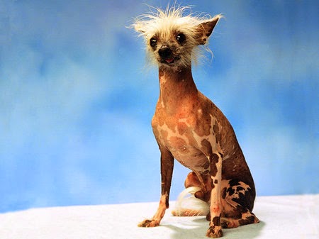 10 PERROS MAS HORRIBLES DEL MUNDO | Extremo & Curioso