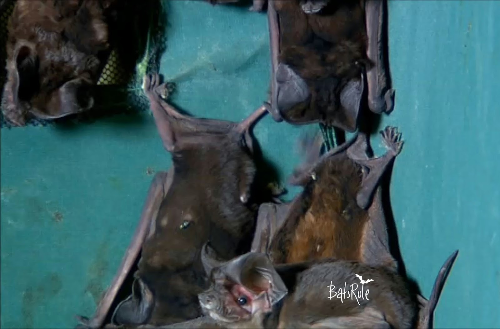 Australian Bat Clinic and Totally Wild | Microbats, Bats