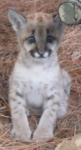 Rede Encantos de Hotéis: Filhote de Puma ja pode ser visto pela comunidade.