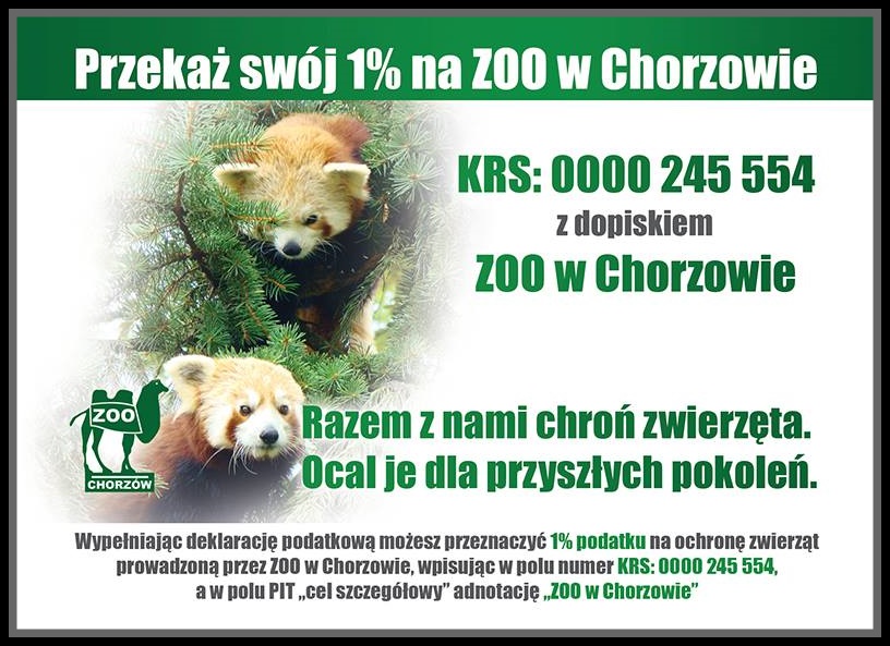 Beszamel i spółka bez ograniczeń: Tukotuko z pozostałych krajów Ameryki ...
