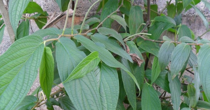 Ervas e Insumos: Jaborandi