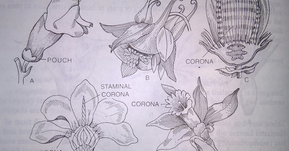 Corolla flowers and its types-digieduco