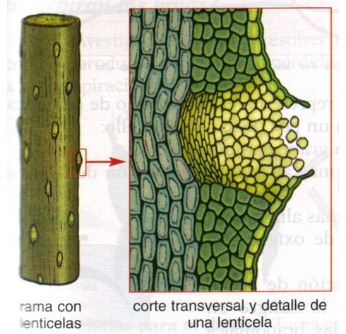 PROYECTO GOLOSINA : Tejidos protectores: SÚBER.