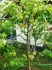 SRIKAYA (Annona squamosa) - Ensiklopedia Tumbuhan