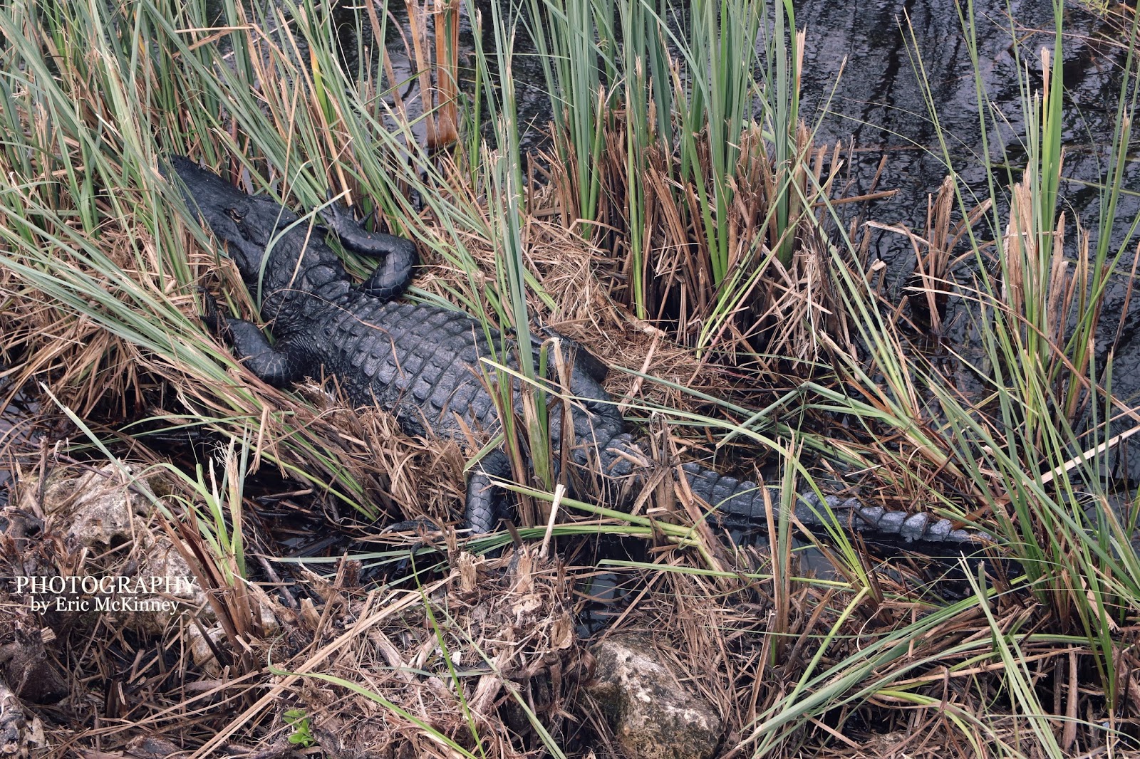 6:12 Photography by Eric McKinney: #612roadtrip / Everglades National Park