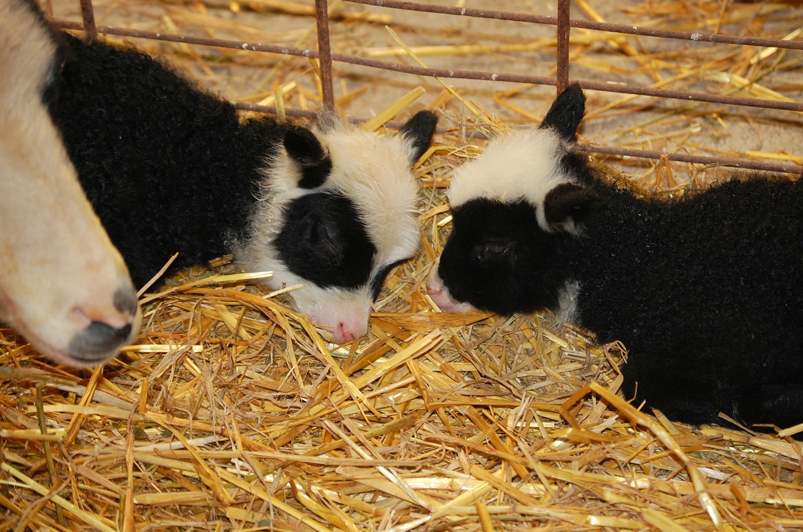 Crosswinds Farm: Semi-coherent Lamb update