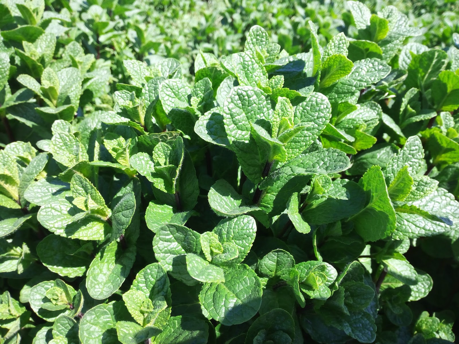 Menta Olandeza sau Izdraeliana: Menta fresh pentru toata TARA pret ...