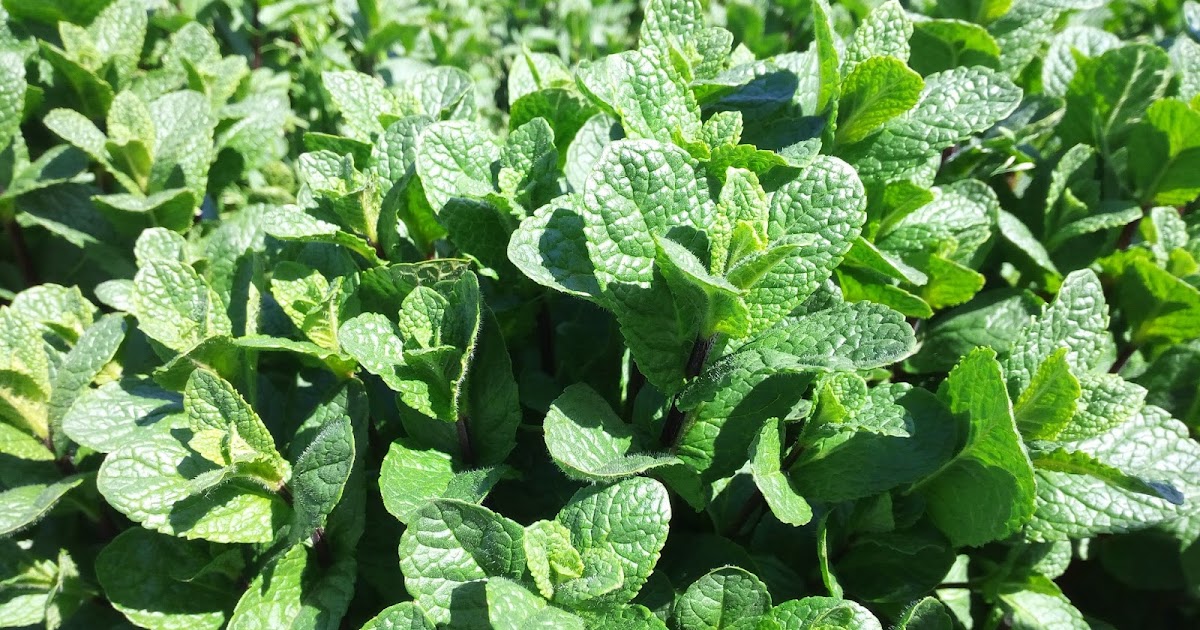 Menta Olandeza sau Izdraeliana: Menta fresh pentru toata TARA pret ...