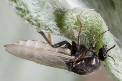 Variety of Life: Ceratopogonidae