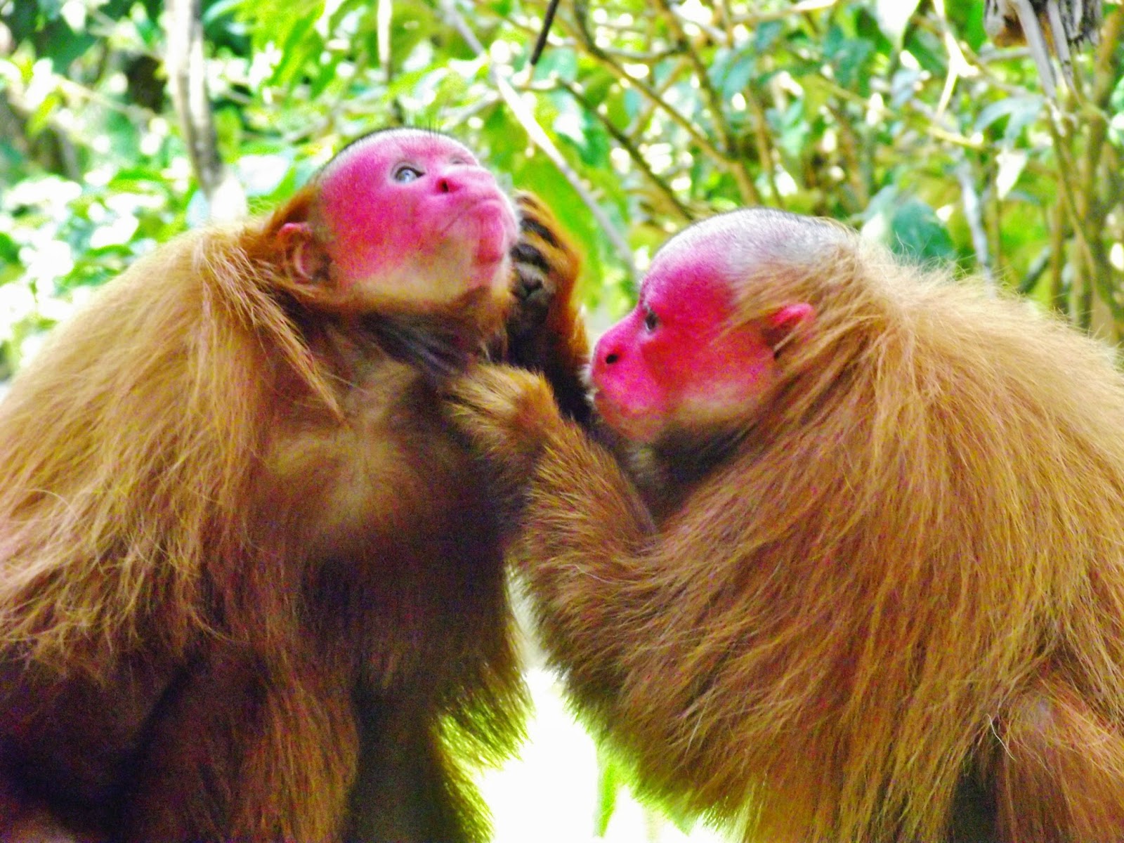Uakari | Fun Animals Wiki, Videos, Pictures, Stories