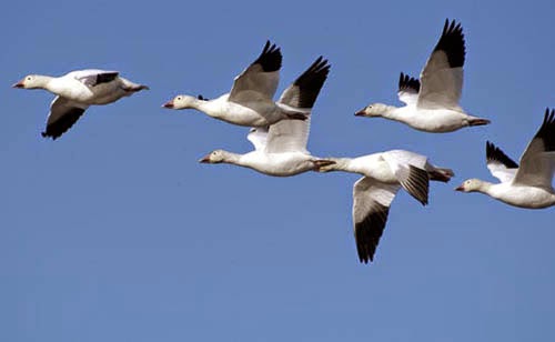 Ecosistema aereo - Imagui