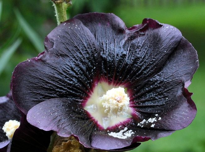 11 Bunga Berwarna Gelap yang Menakjubkan - Pekebun Dodol