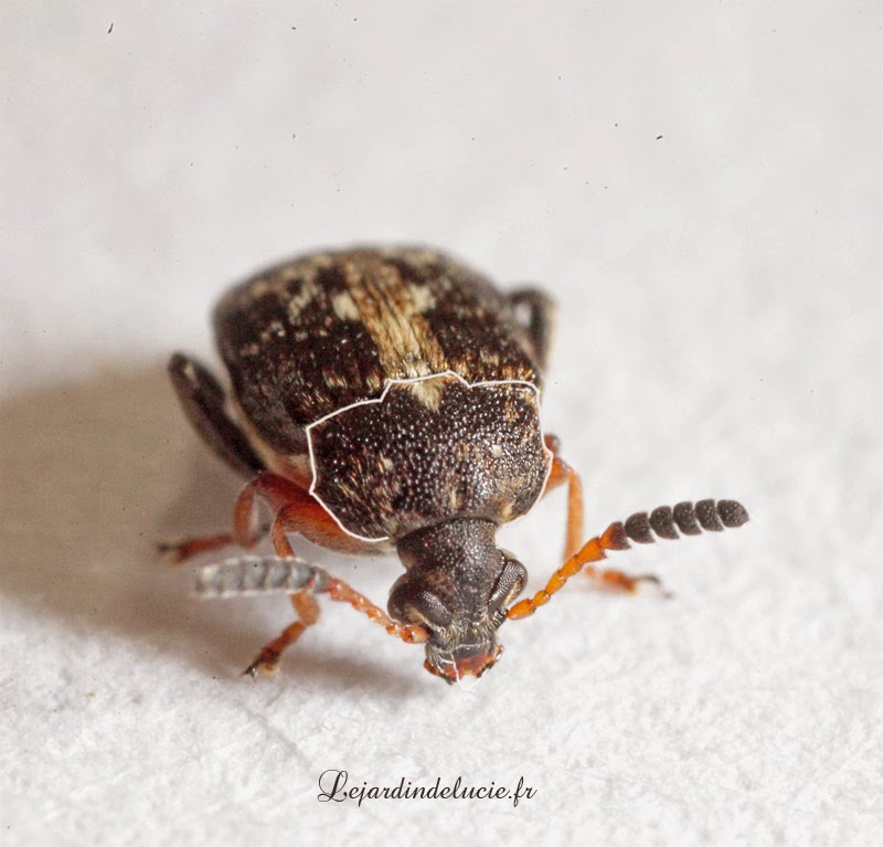 Bruchus rufipes, coléoptère aux yeux bien échancrés!