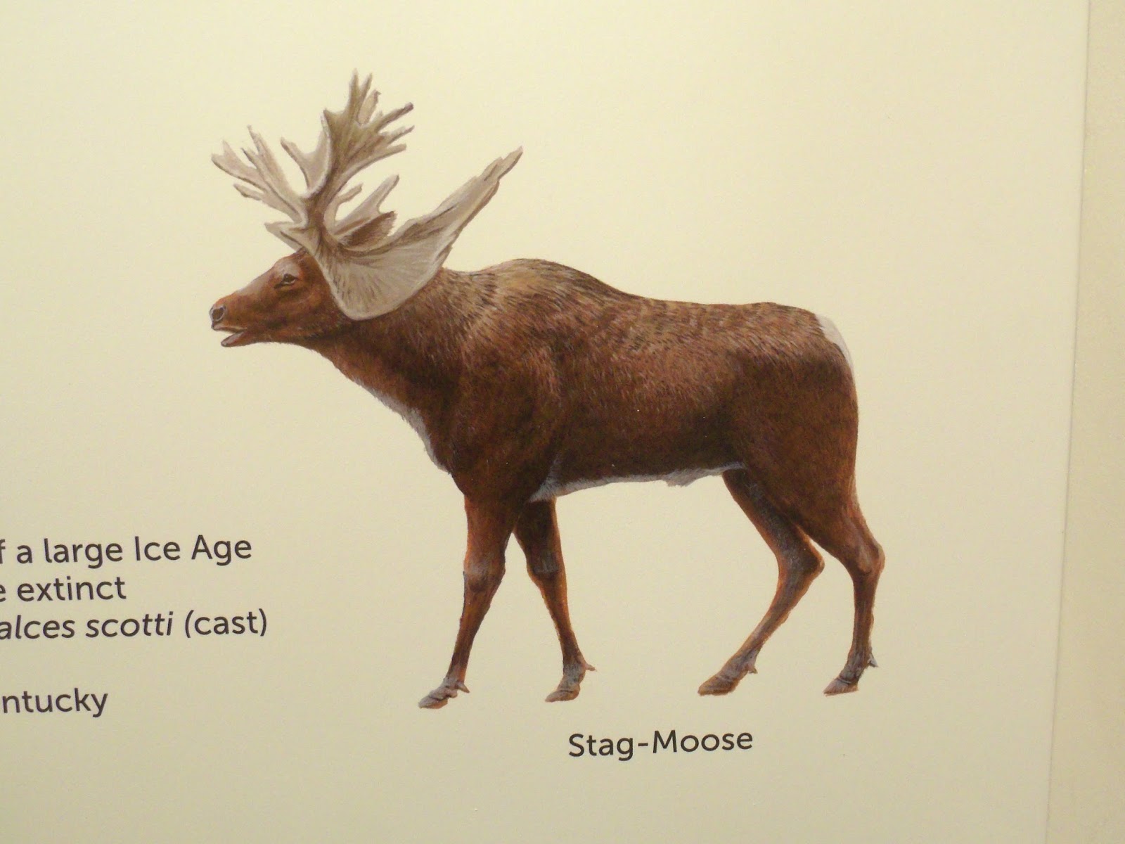 Letters for George: At Big Bone Lick