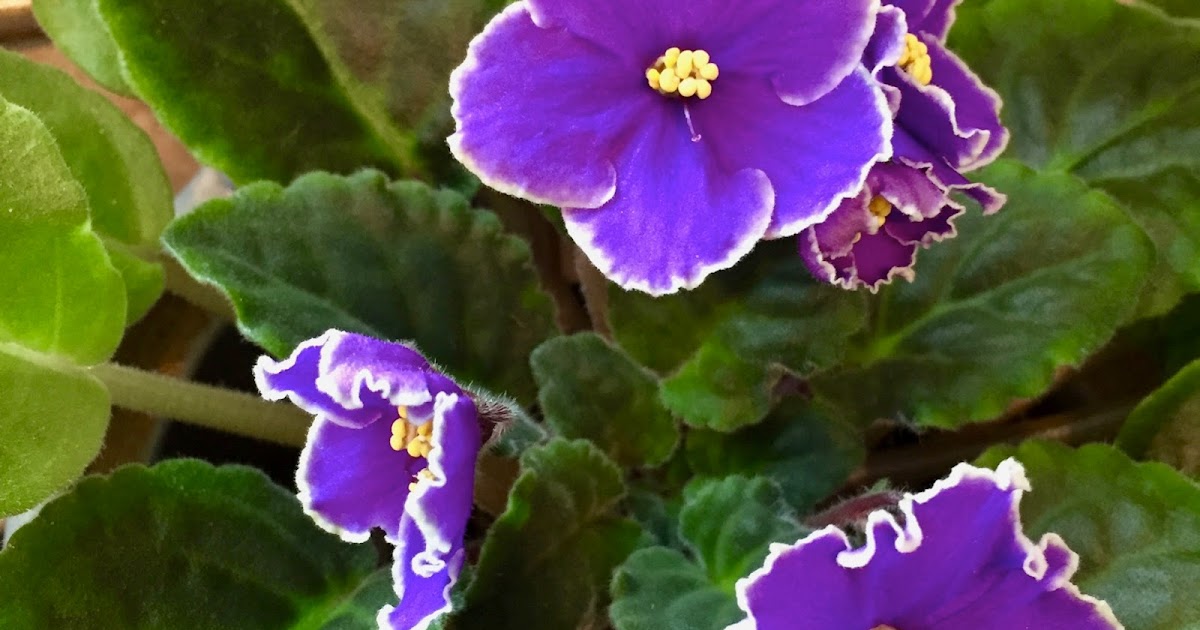 Telling Stories Through the Needle's Eye: "In the Garden"—Violets