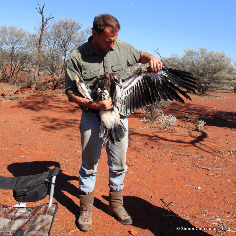 Wedge-tailed Eagle Tracking: Welcome Goonta!