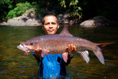 ASSAKINAH AROWANA: Kelah Sanctuary At Taman Negara, Jerantut