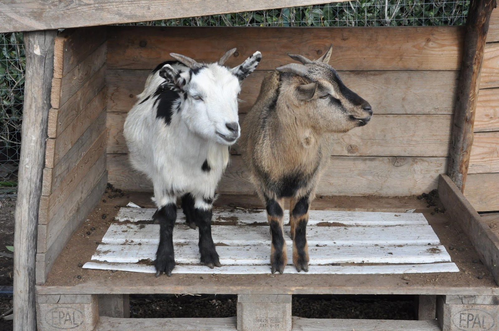 Le cronache animali: Animali di serie A (cani e gatti) e animali di ...